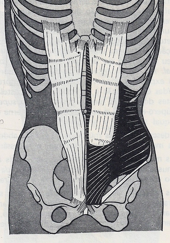 TRANSVERSO DO ABDOME: ANATOMIA E FUNÇÃO – Angela Santos